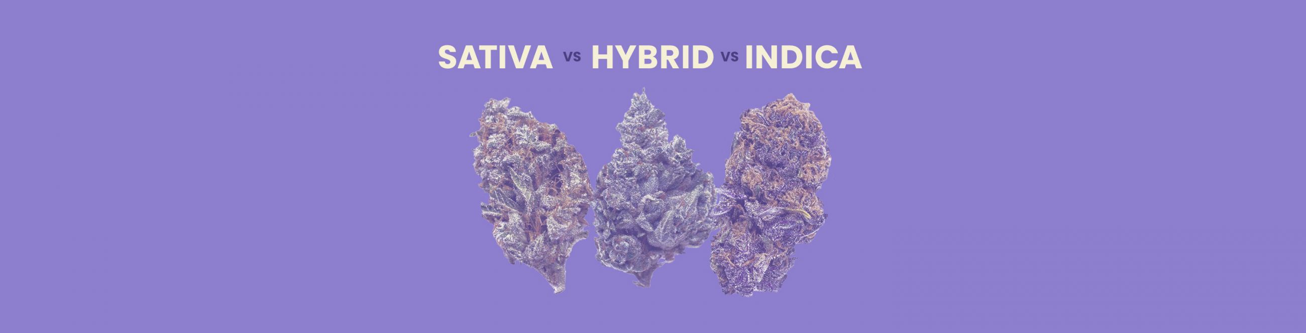 Sativa vs. Indica vs. Hybrid Strains: The Ultimate Comparison Guide